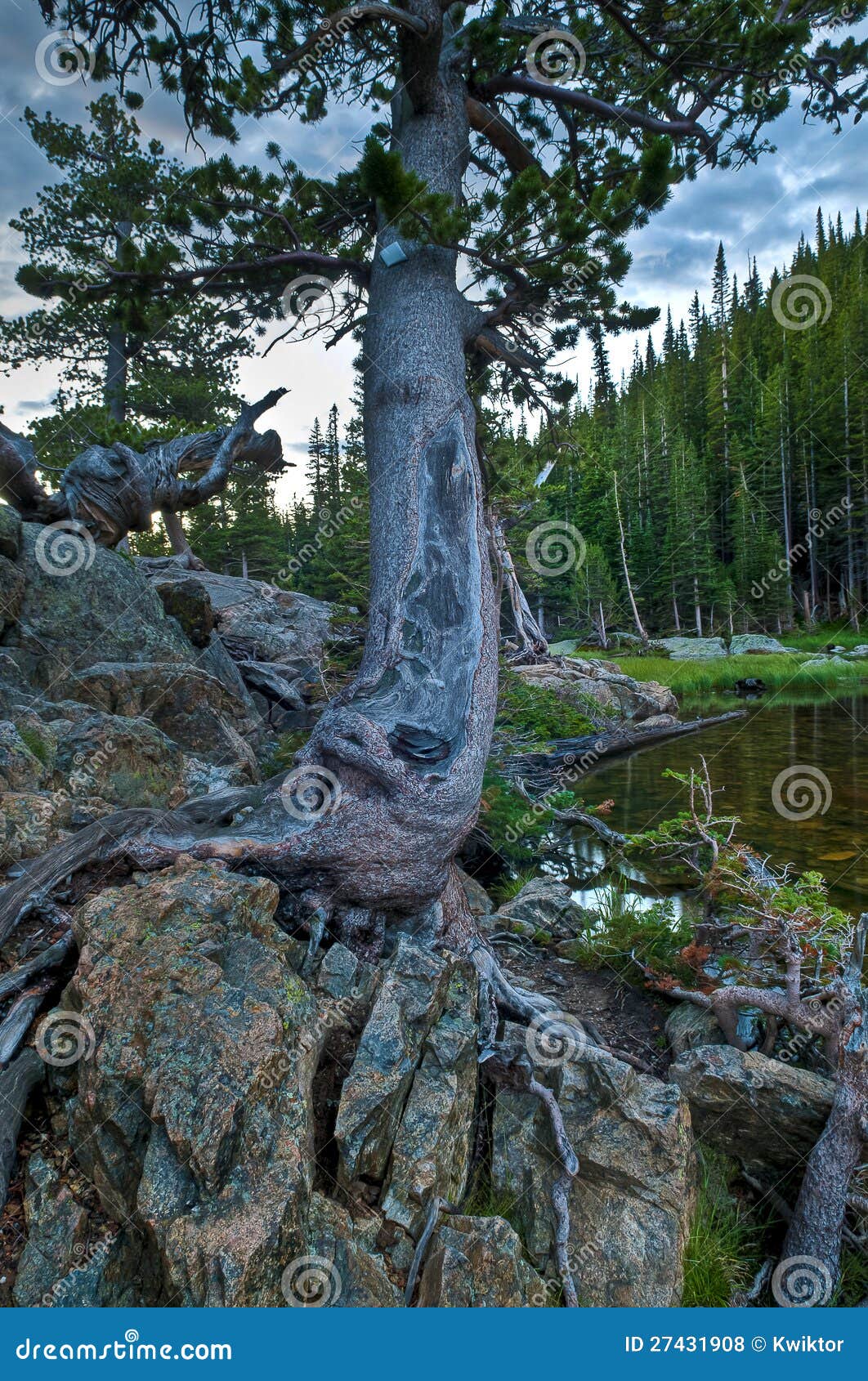 Creepy Tree stock photo. Image of fall, creepy, branch - 27431908