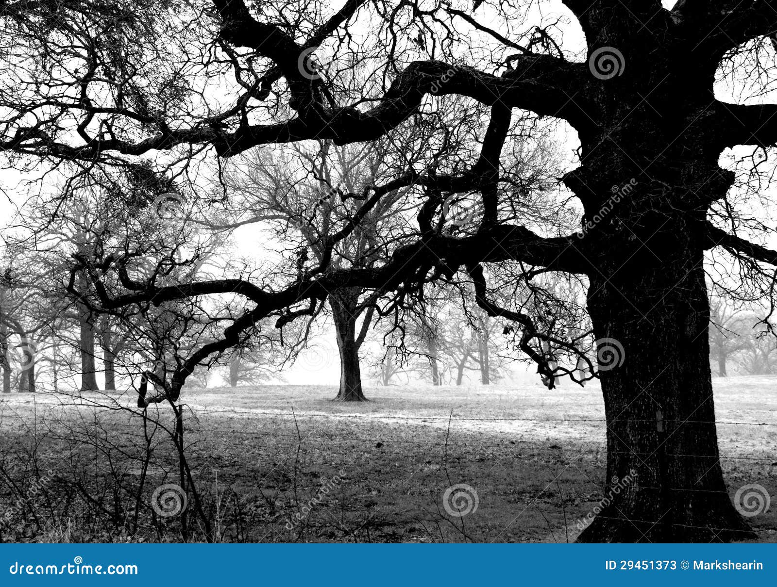 Creepy Tree stock image. Image of frost, environment - 29451373