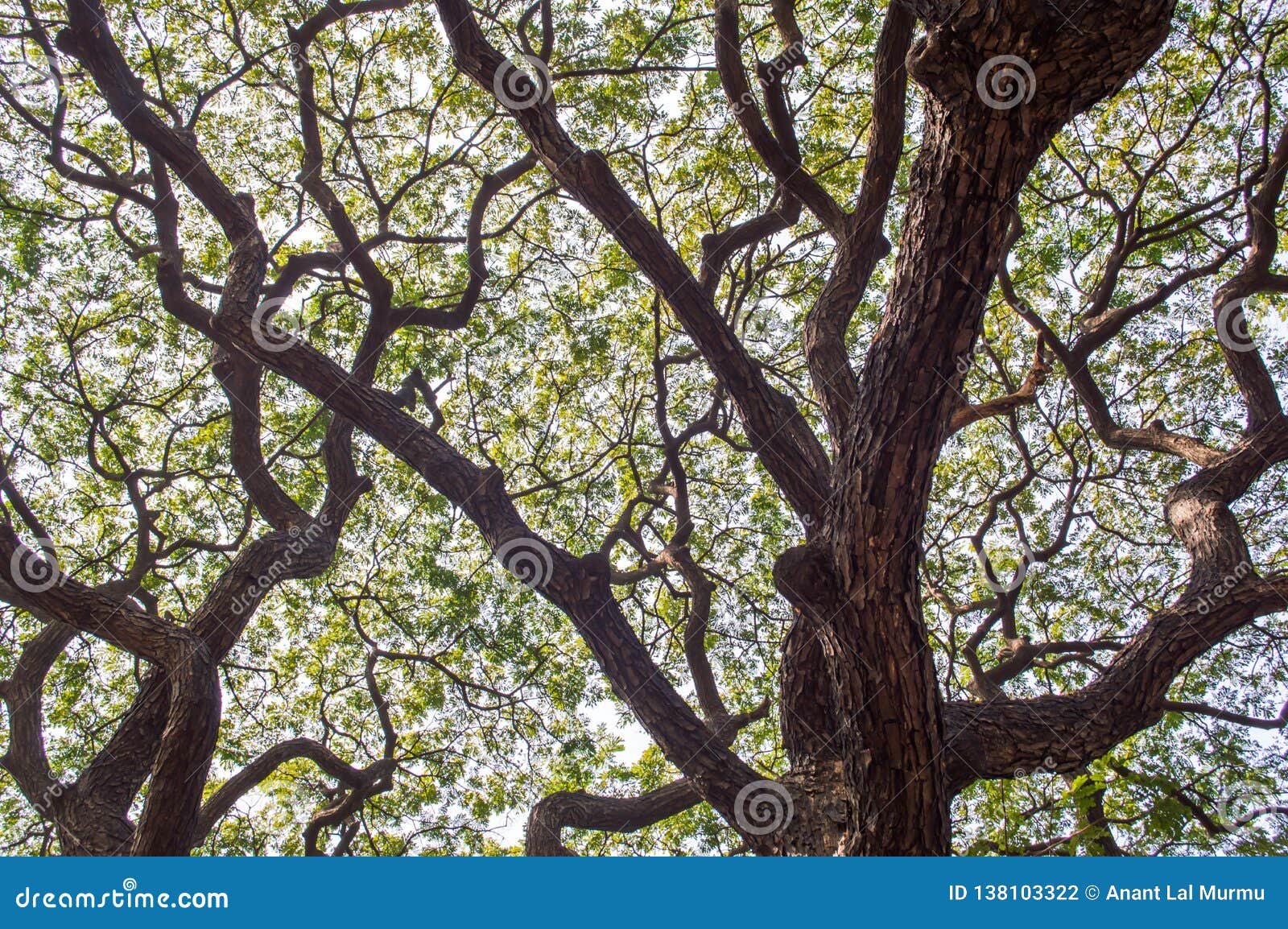 Creepy Tree Branches Abstract Image Stock Photo - Image of boughs ...