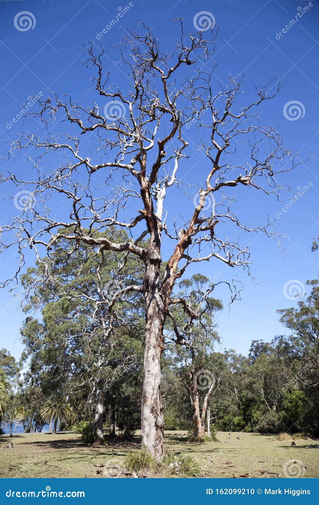Creepy tree stock photo. Image of horror, outdoor, copy - 162099210