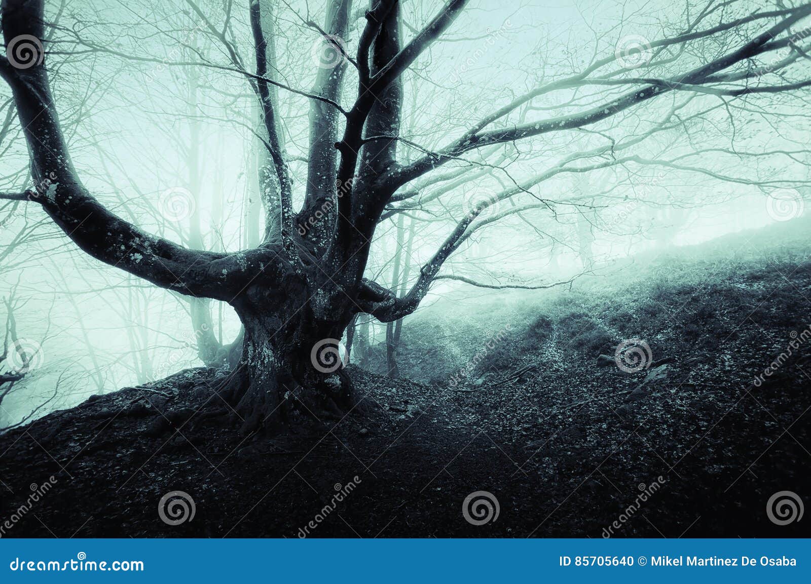 Creepy Tree in Foggy Forest Stock Photo - Image of twisted, magic: 85705640