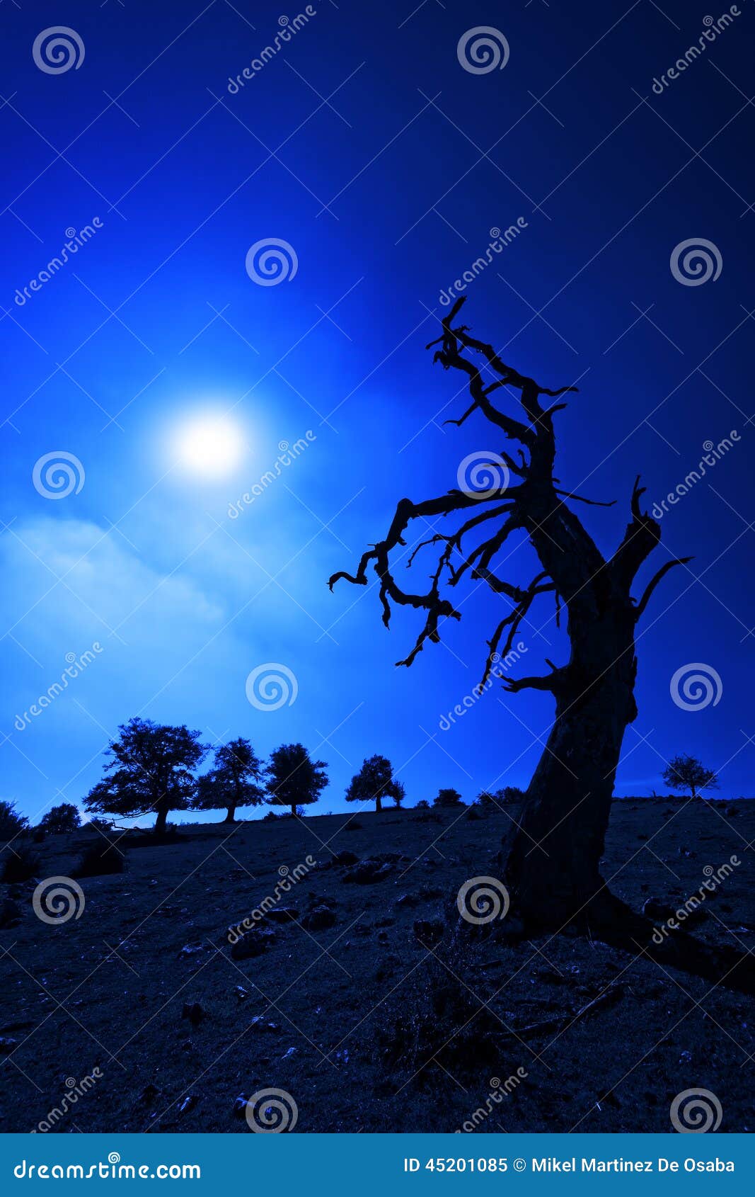 Creepy tree at night stock image. Image of magical, nature - 45201085