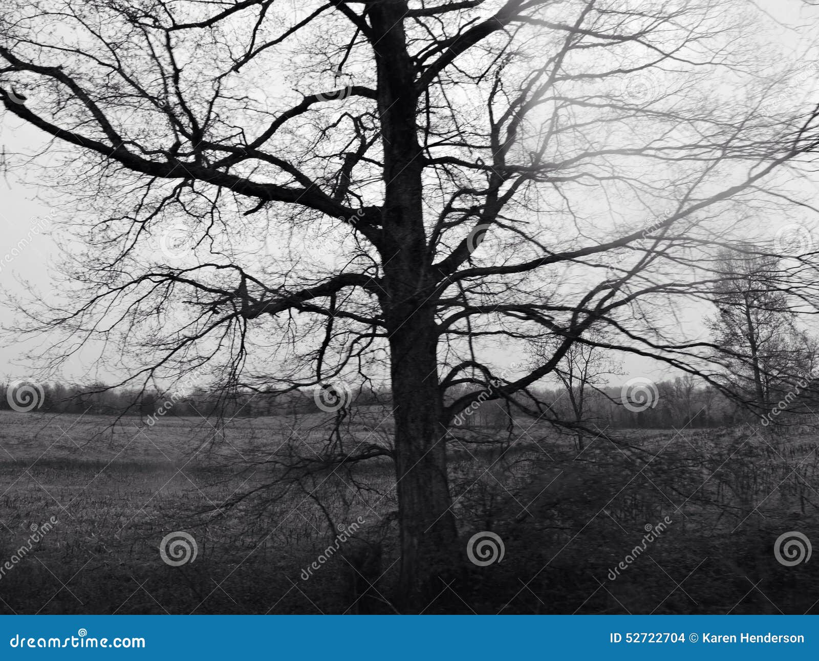 Creepy Tree stock photo. Image of creepy, tree, alone - 52722704
