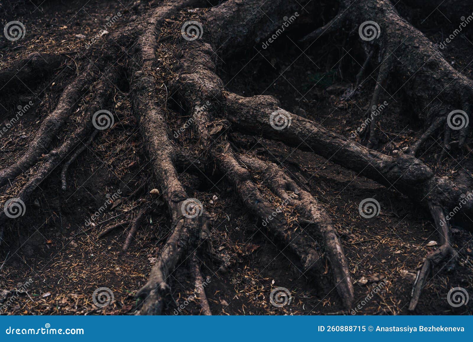 Creepy Tree Roots Sticking Out of the Ground Covered in Mud Stock Image ...