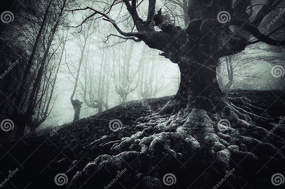 Creepy Tree with Twisted Roots and Grungy Textures Stock Photo - Image ...