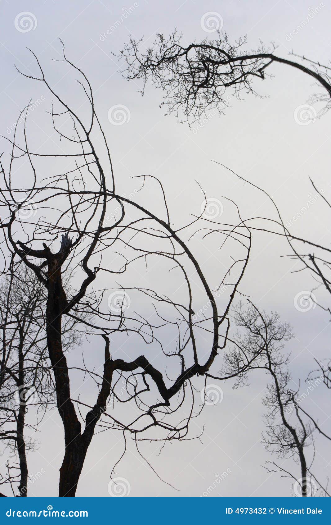 Creepy Trees stock photo. Image of nature, bare, dusk - 4973432