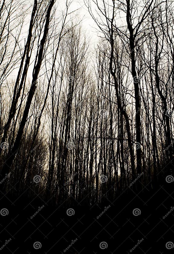Creepy Trees stock image. Image of plant, winter, nature - 5727923