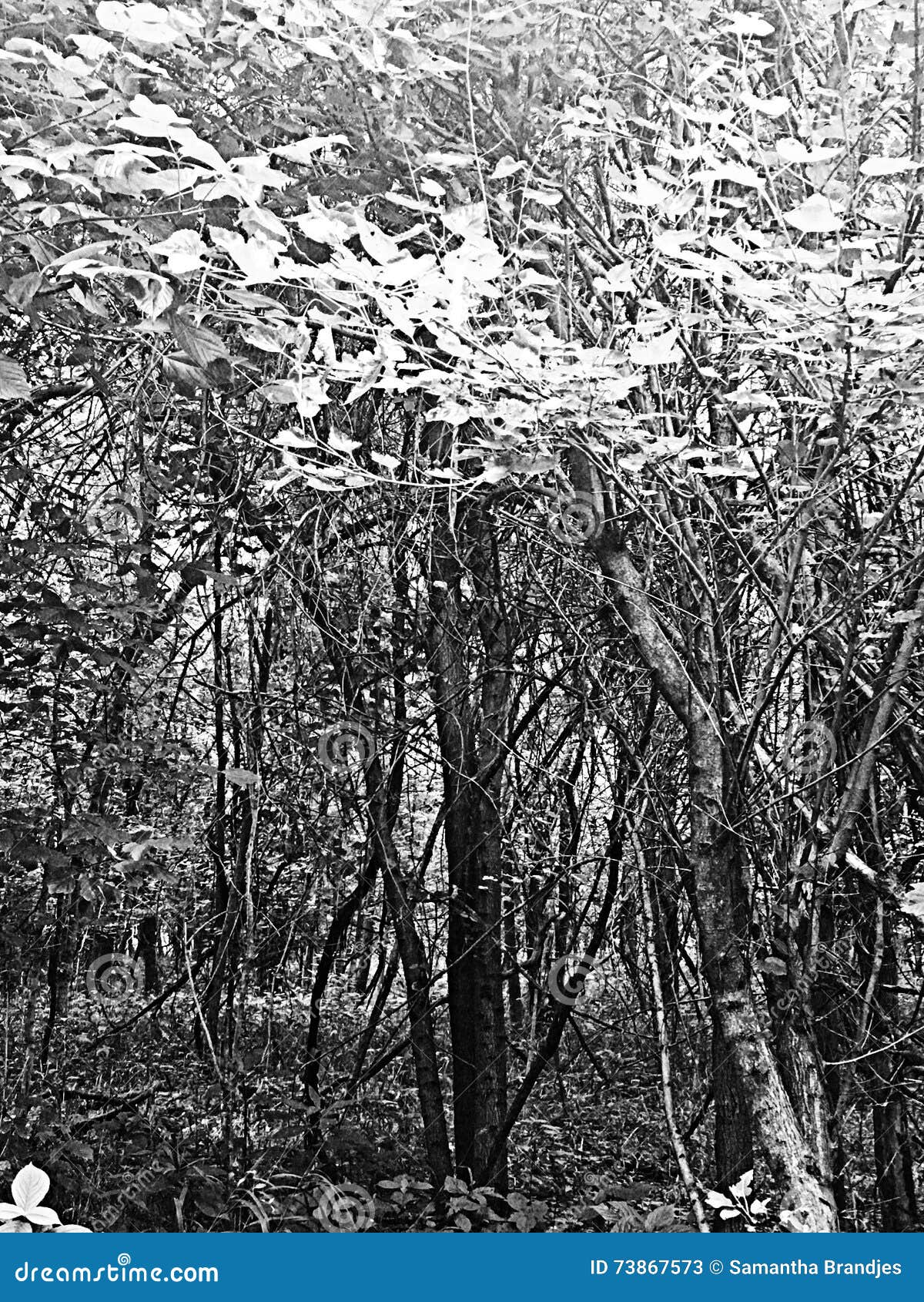 Creepy trees stock image. Image of black, trees, nature - 73867573