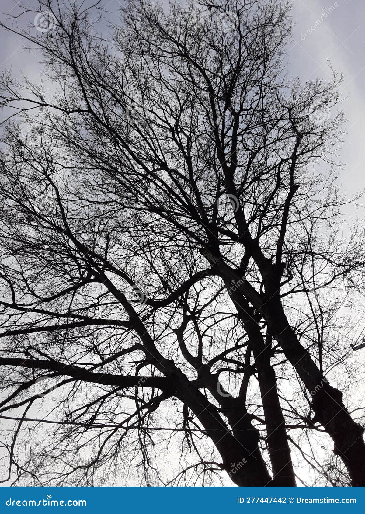 Creepy trees wth clouds stock photo. Image of trunk - 277447442