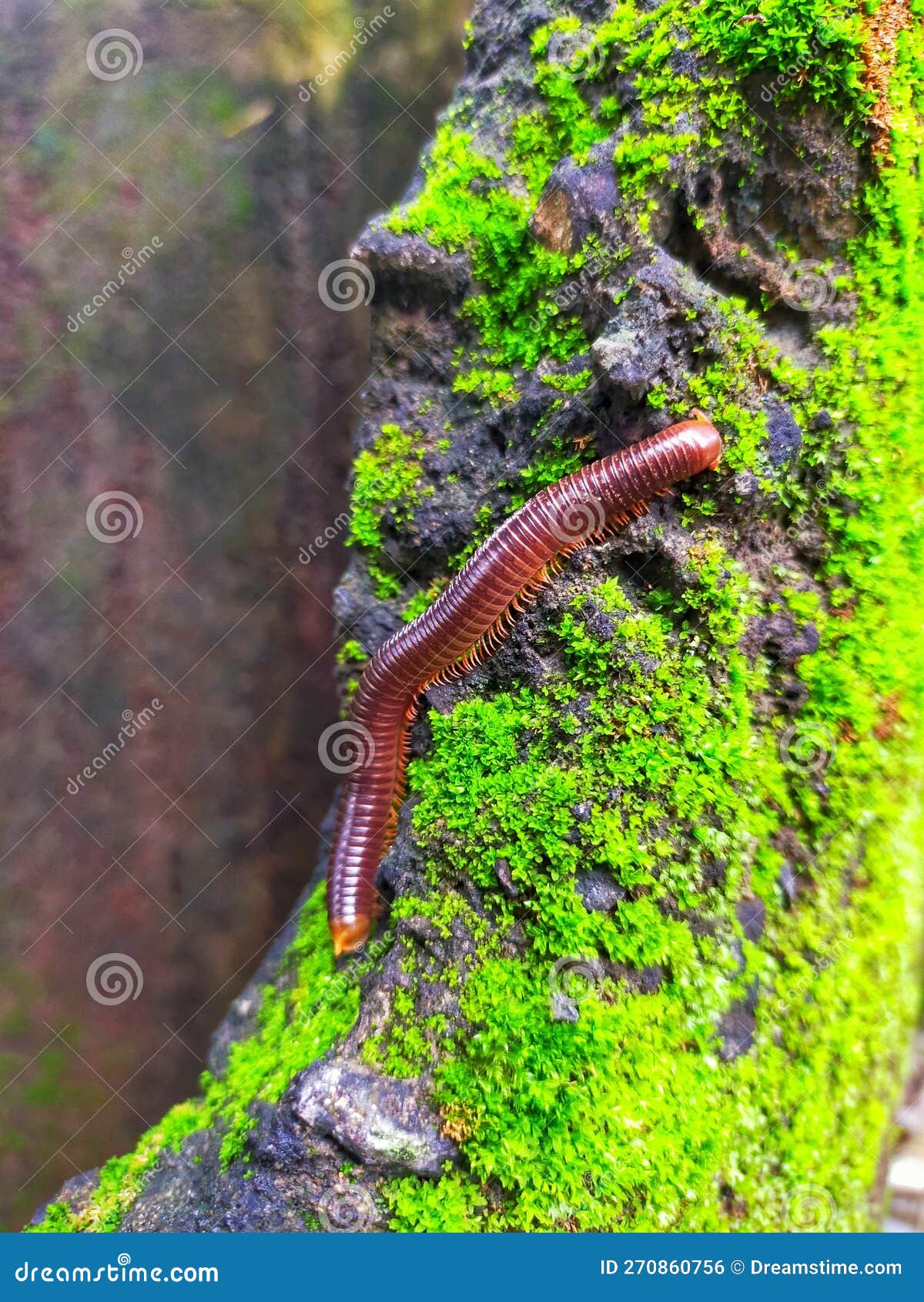 Millipedes Are Unique And Terrifying Animals Royalty-Free Stock Image ...