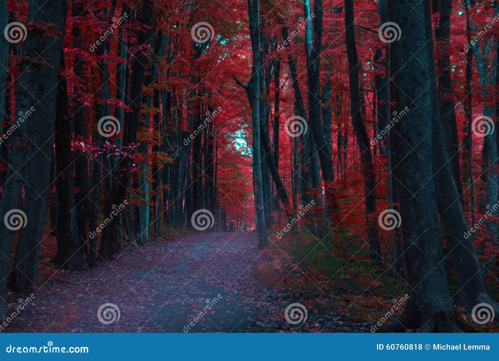 Creepy Woods at Dusk during the Fall Season Stock Photo - Image of mist ...