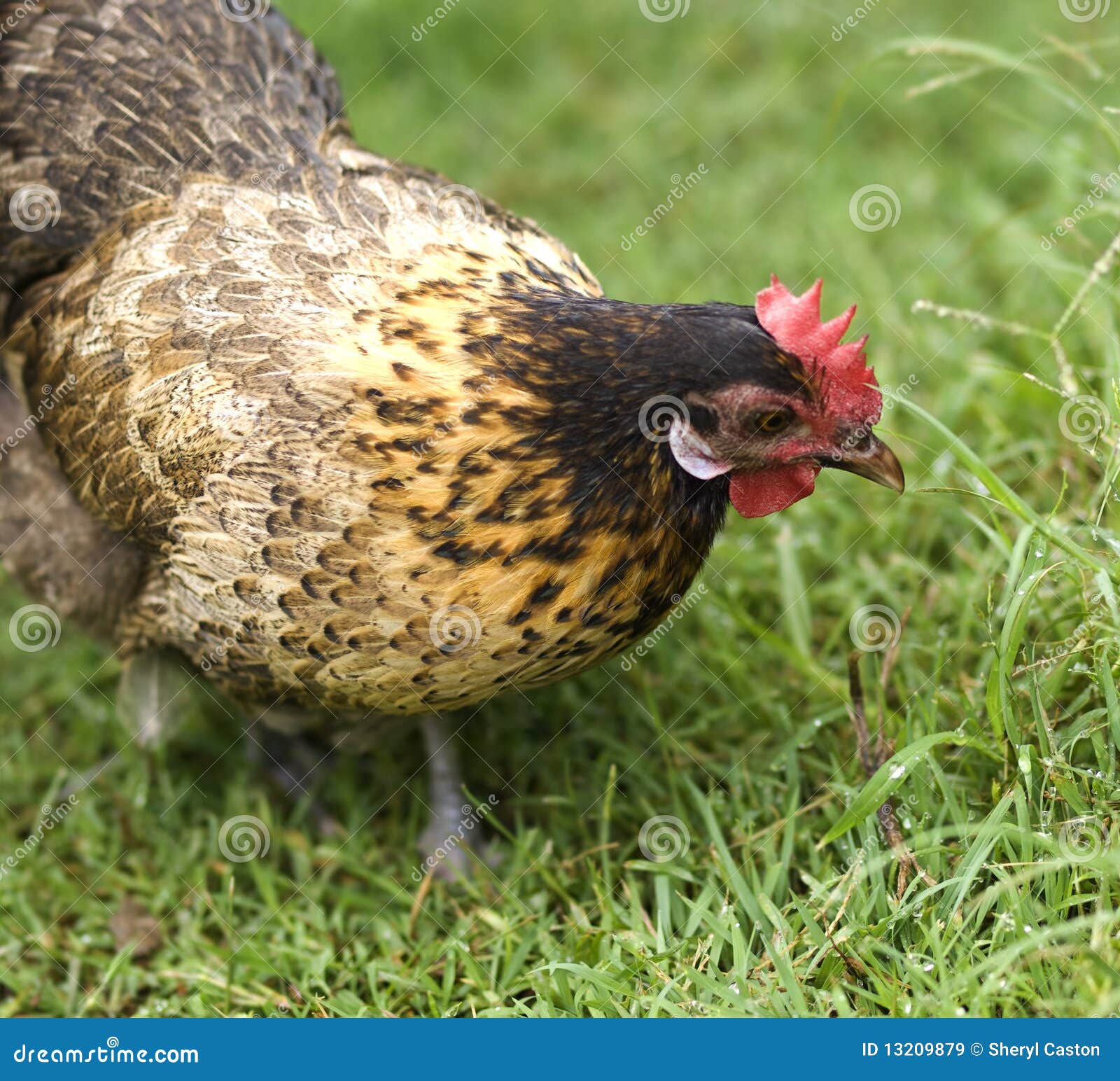 Crele Bantam Hen Organic Freerange Poultry Stock Image - Image of ...