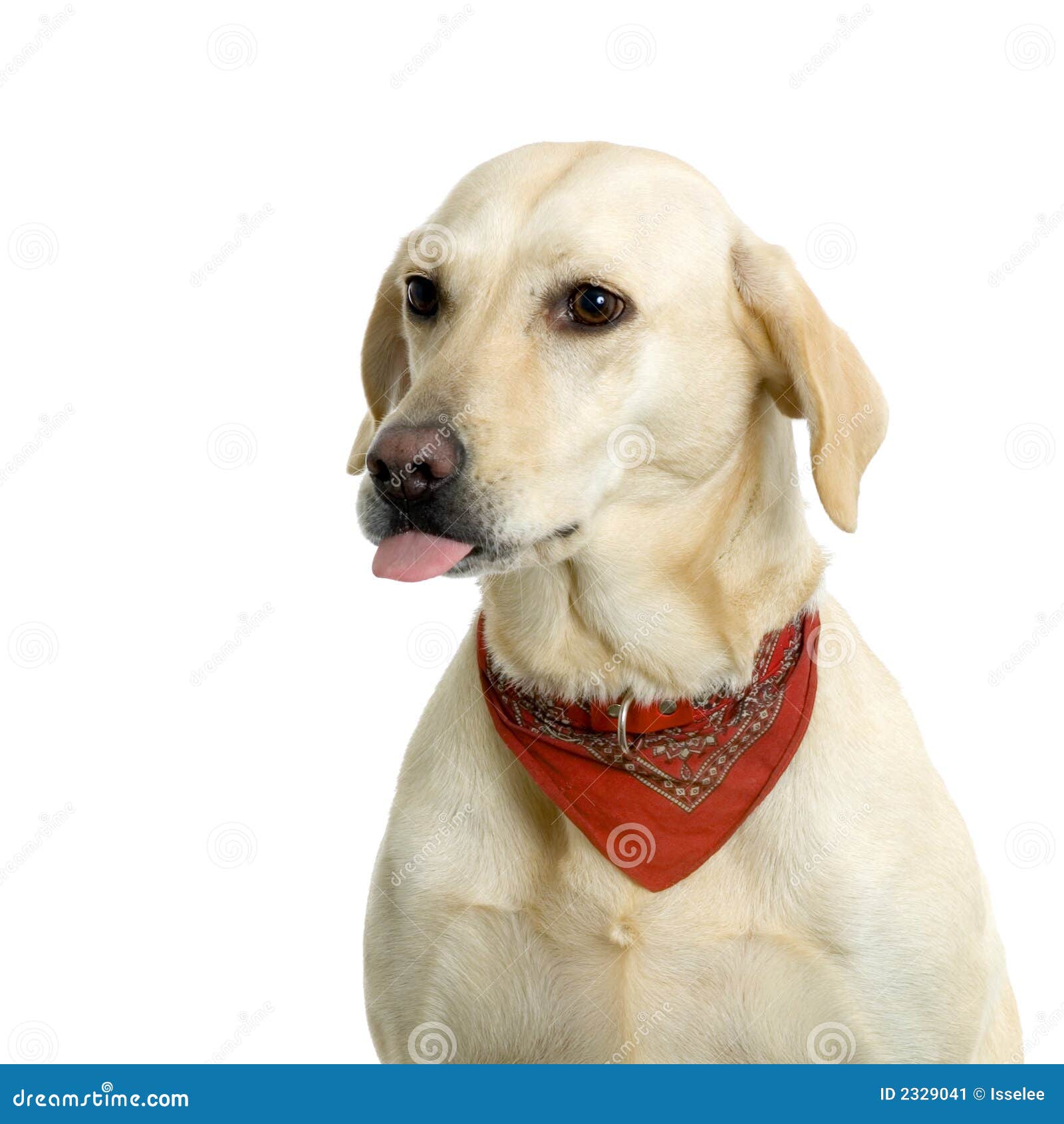 Crema Del Perro Perdiguero De Labrador Imagen de archivo - Imagen de ...