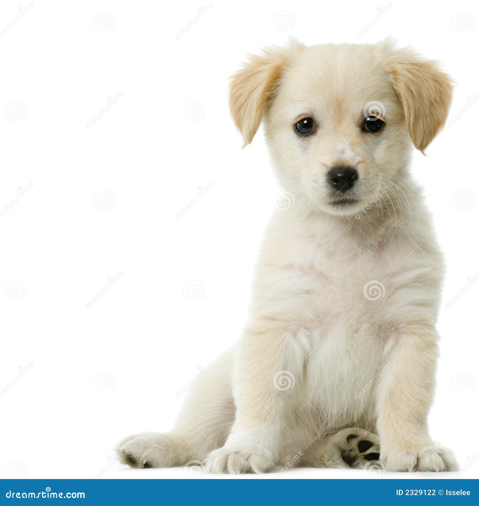 Crema Del Perro Perdiguero De Labrador Foto de archivo - Imagen de ...