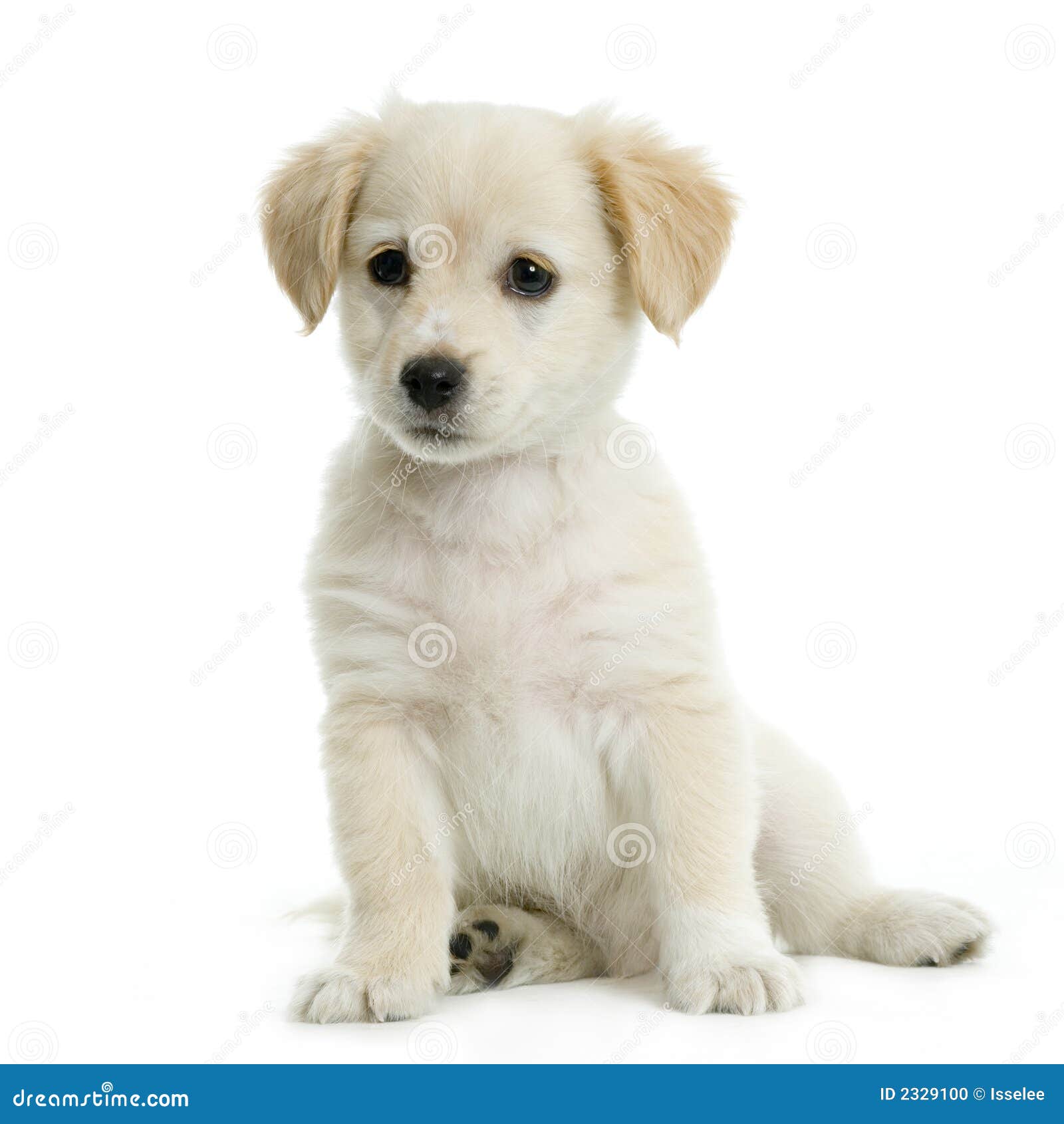 Creme Do Retriver De Labrador Foto de Stock - Imagem de pets, pequeno ...