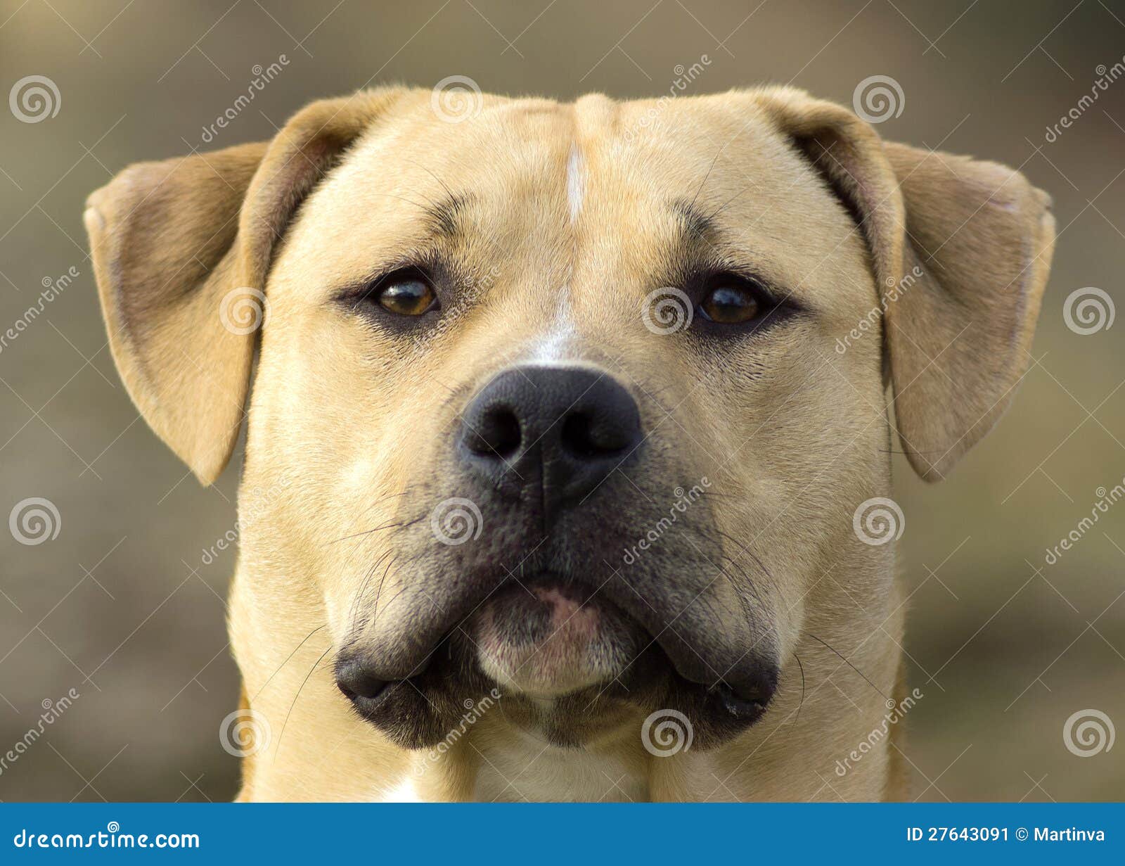 Creme pitbull stock image. Image of nose, look, serious - 27643091
