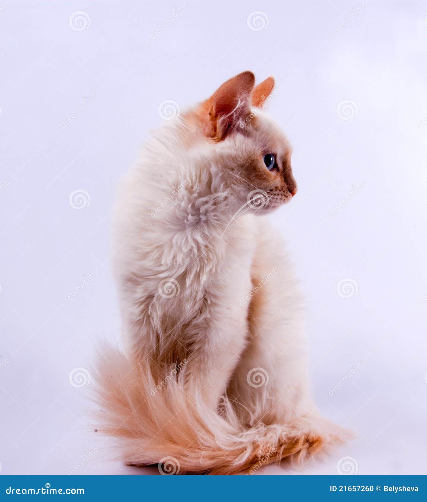777 Creme Cat Stock Photos - Free & Royalty-Free Stock Photos from ...