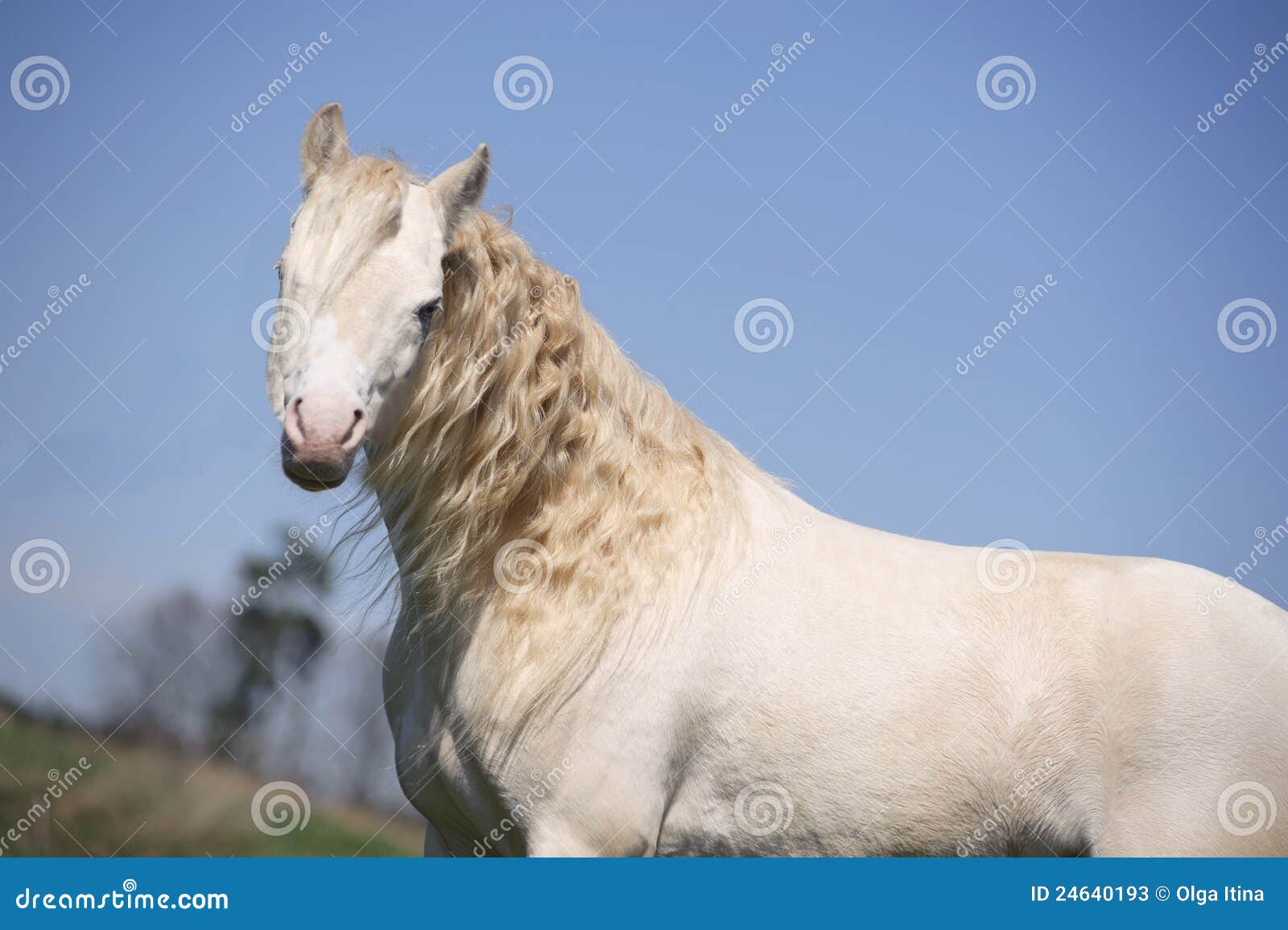 Cremello horse stock image. Image of animal, cremello - 24640193
