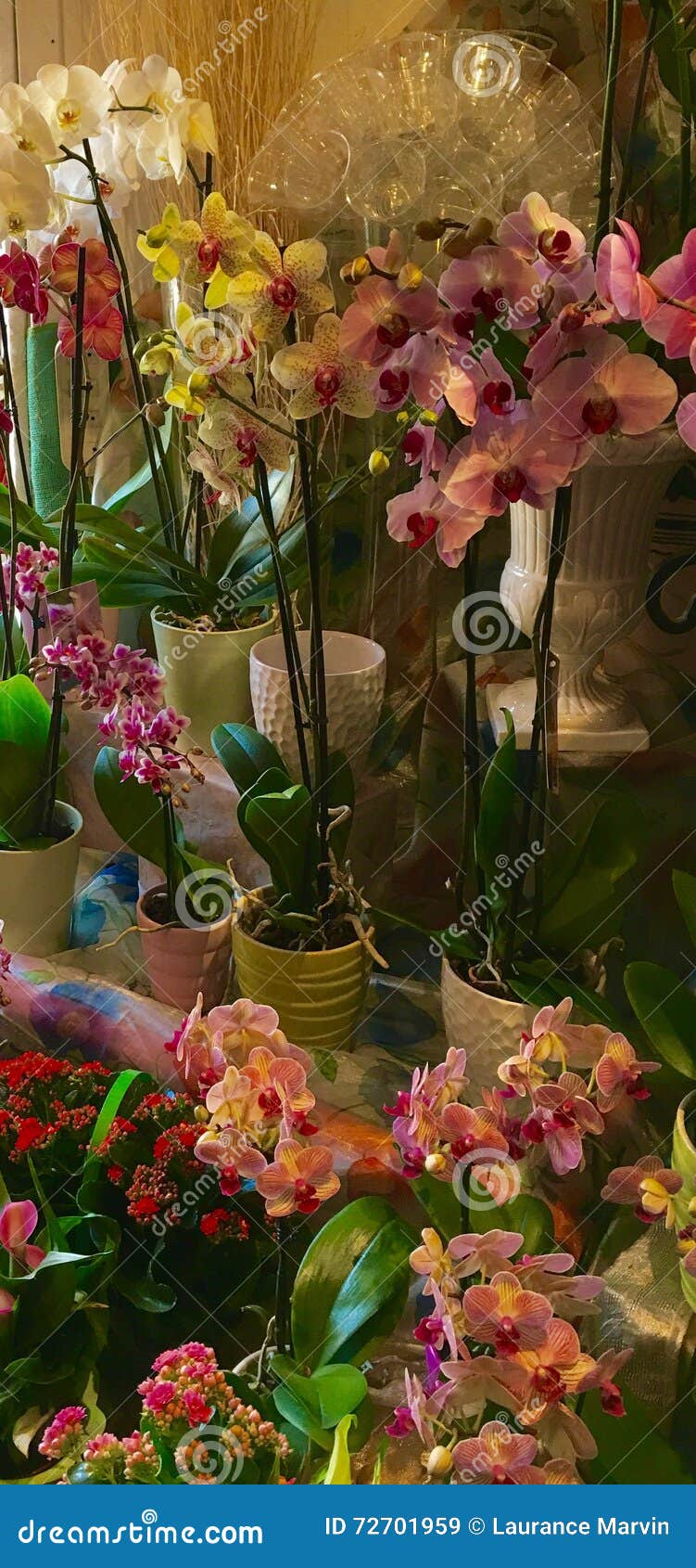Cremona Italy editorial stock image. Image of orchids - 72701959