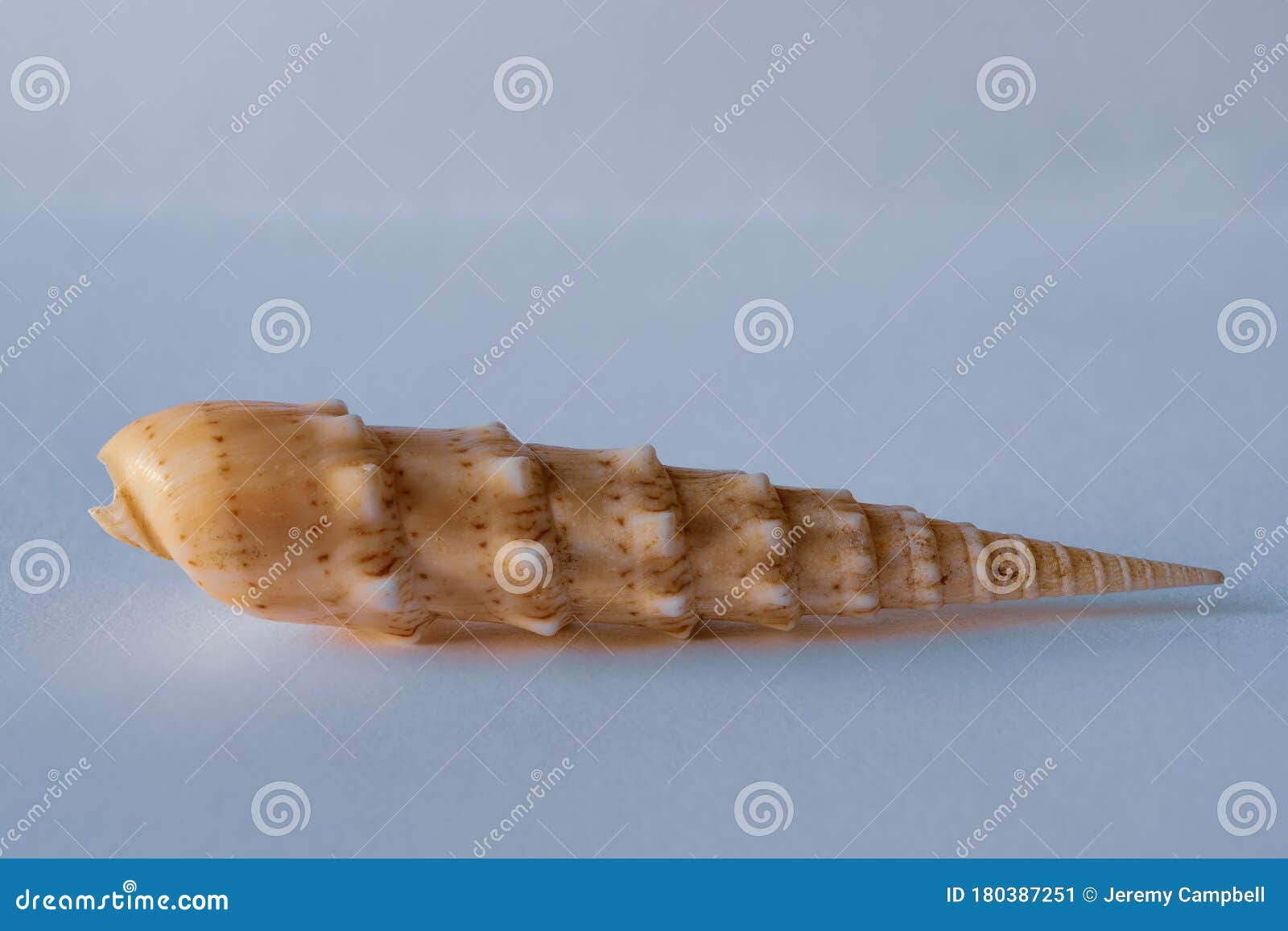 Crenulata Auger. Auger Shell Stock Image - Image of shells, marine ...