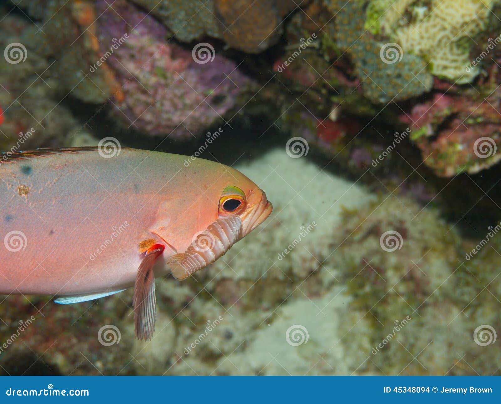 Creole-fish with Isopod Parasite 02 Stock Photo - Image of bonaire ...