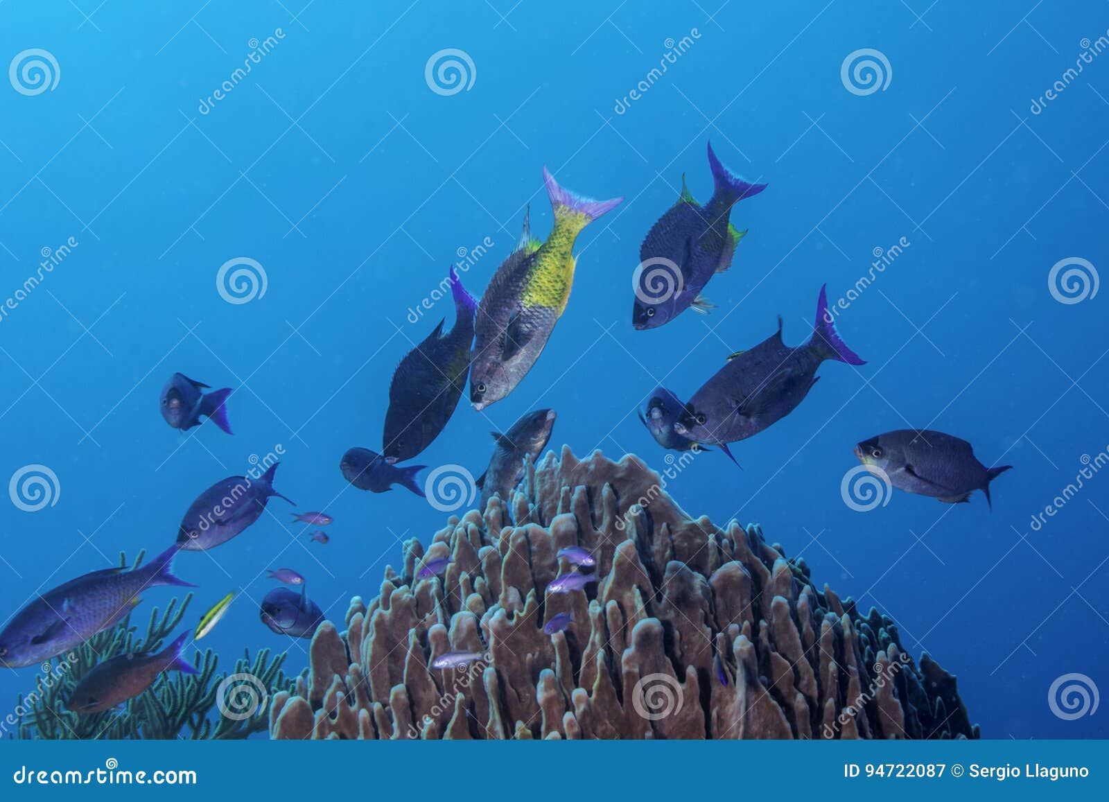 Creole Wrasse stock image. Image of placencia, fish, wrasse - 94722087