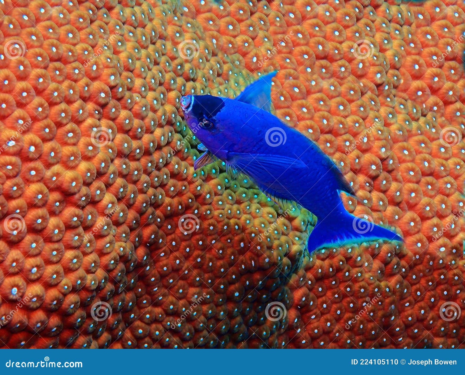 Creole Wrasse Clepticus Parrae On A Ship Wreck Royalty-Free Stock Photo ...