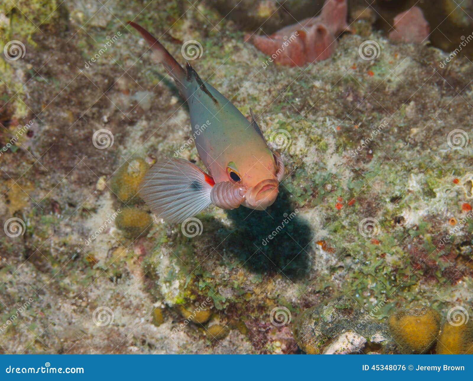 Creools-vissen Met Isopod-parasiet 01 Stock Foto - Image of nederland ...
