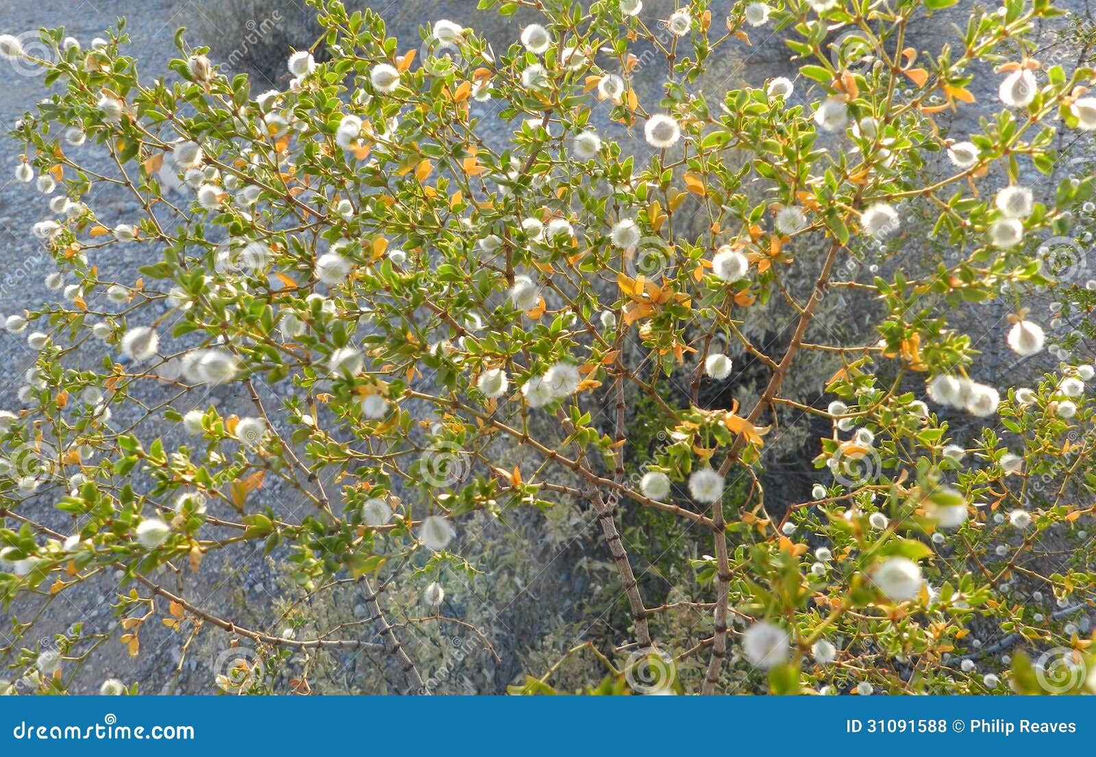 Creosoot Bush stock foto. Image of reis, mening, water - 31091588