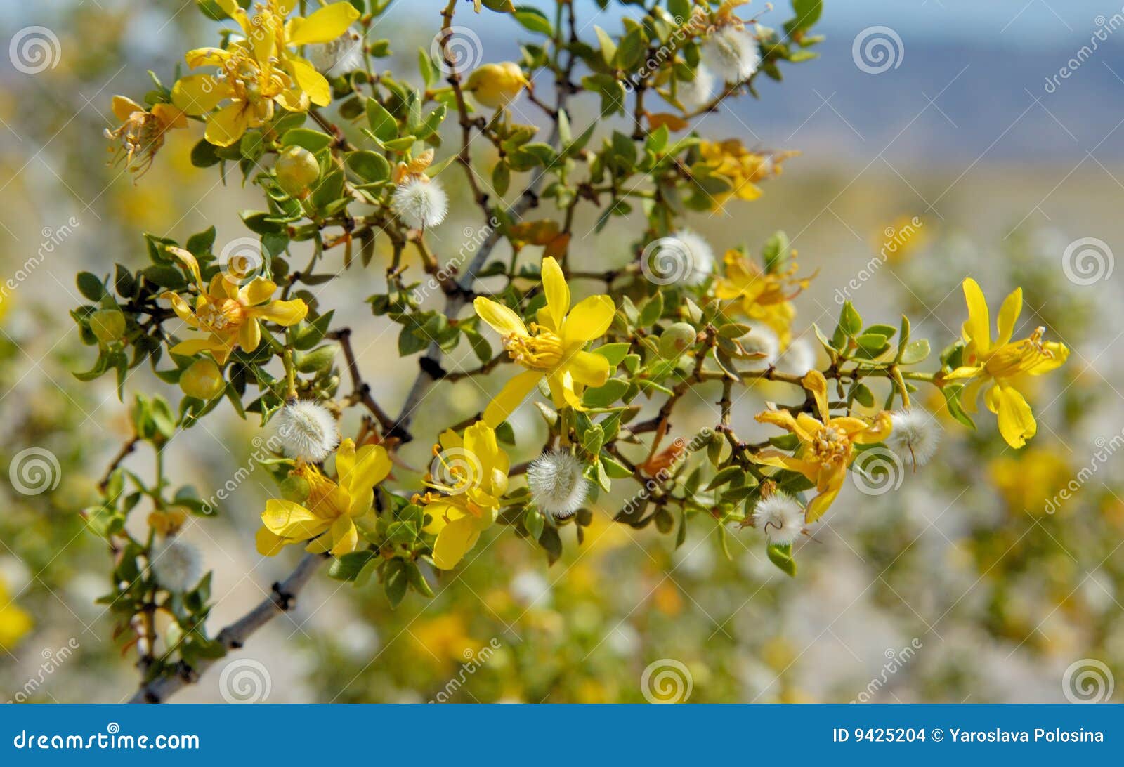 Creosote Bush Larrea Tridentata Blooming In Coachella Valley, South ...