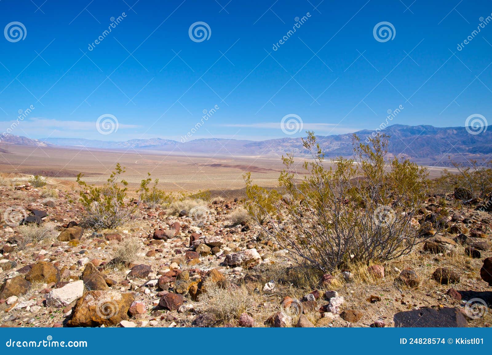 Creosote in the Rocks stock photo. Image of green, foliage - 24828574