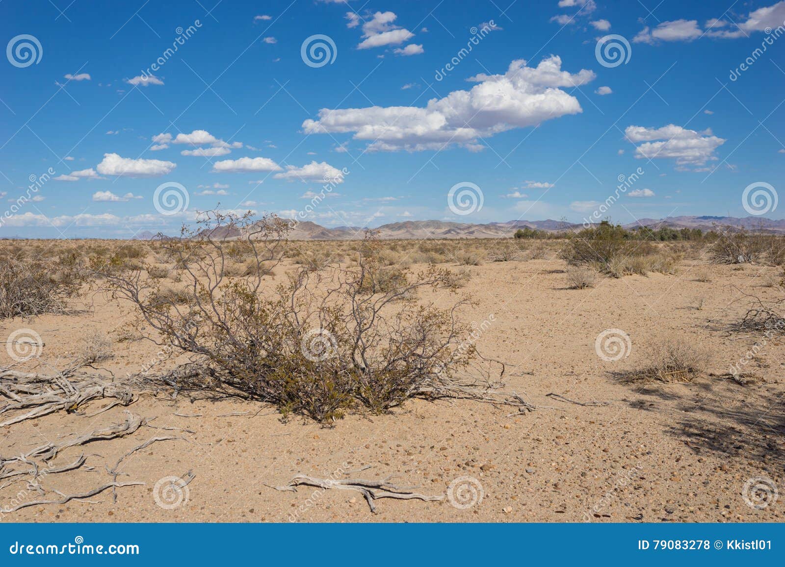Creosoto No Deserto De Mojave Foto de Stock - Imagem de nevada, méxico ...