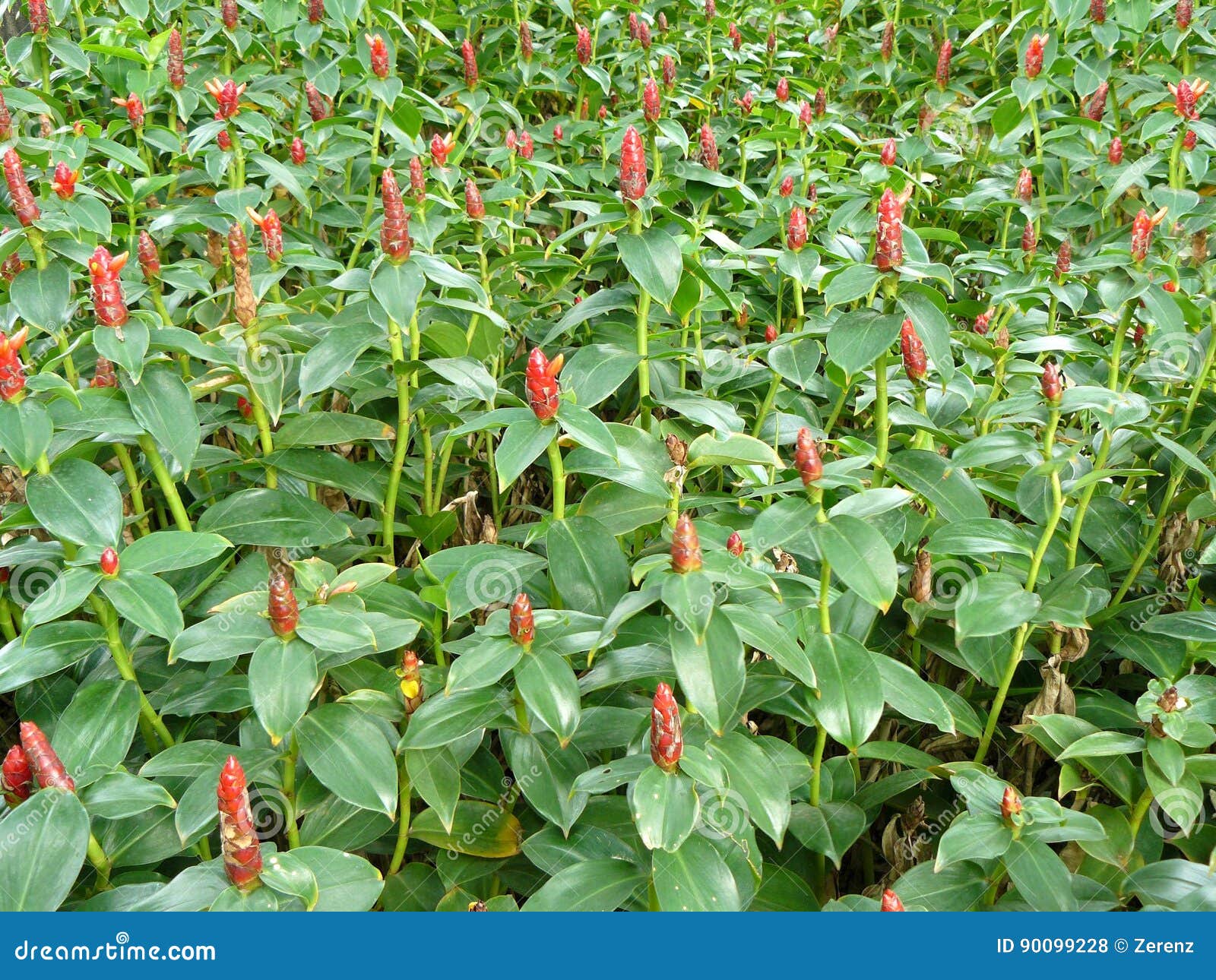 Crepe Ginger Flower foto de stock. Imagem de comum, flora - 90099228