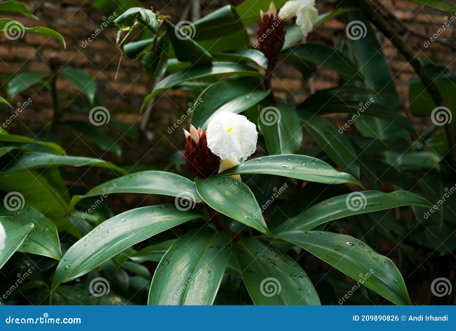 Crepe Ginger Plants White Flower Stock Photo - Image of white, flower ...