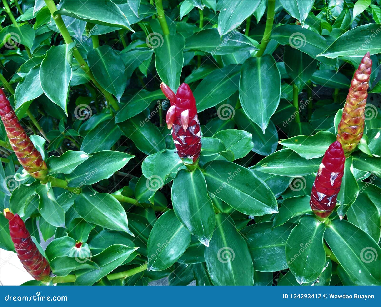 Crepe Ginger, Spiral Flag, Wild Ginger Torch Ginger Flower Stock Photo ...