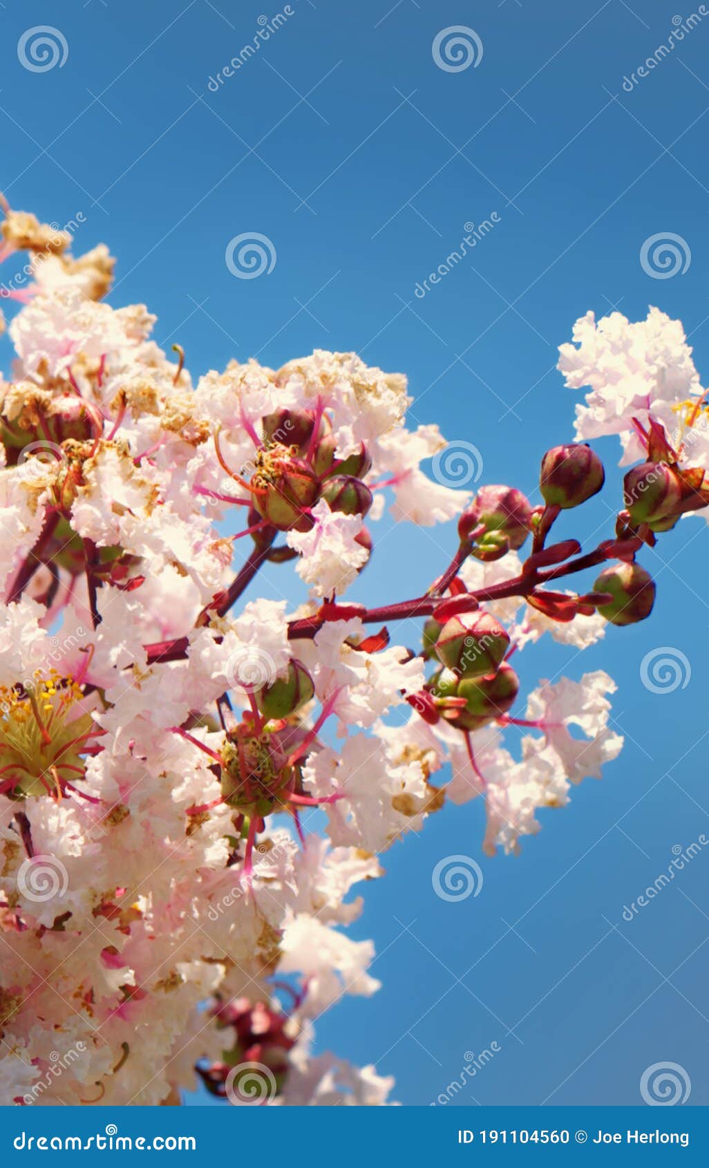 A Crepe Myrtle Blossom Against a Blue Sky. Stock Photo - Image of blue ...