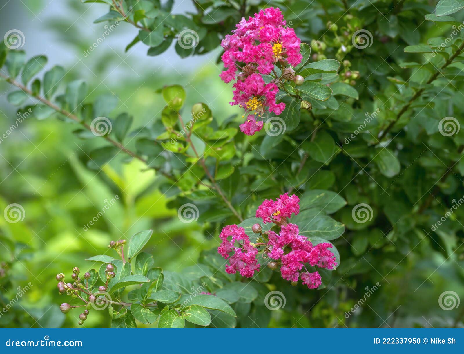 Crepe Myrtle flowers stock photo. Image of colourful - 222337950 Crepe Myrtle flowers stock photo. Image of colourful - 222337950