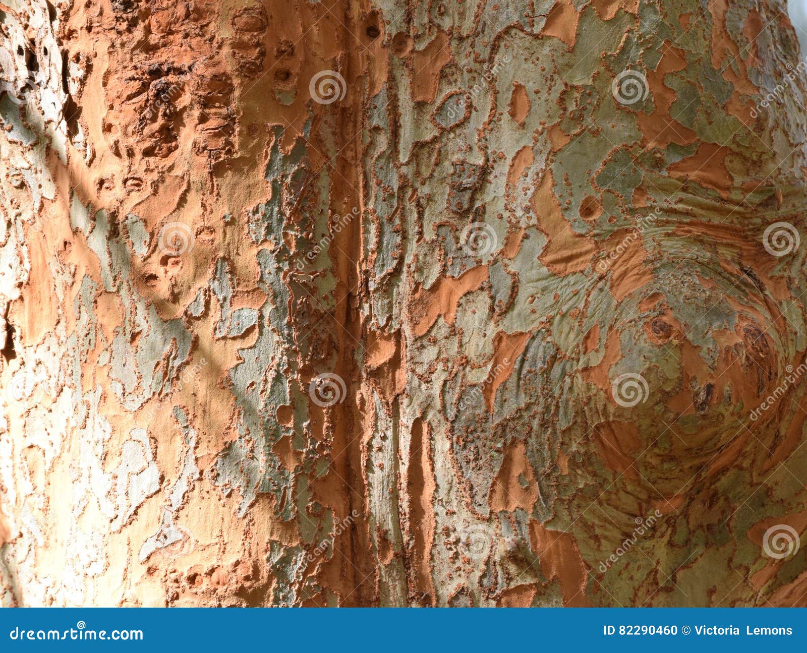 Crepe Myrtle Tree Bark Texture Stock Photo - Image of crepe, wood: 82290460