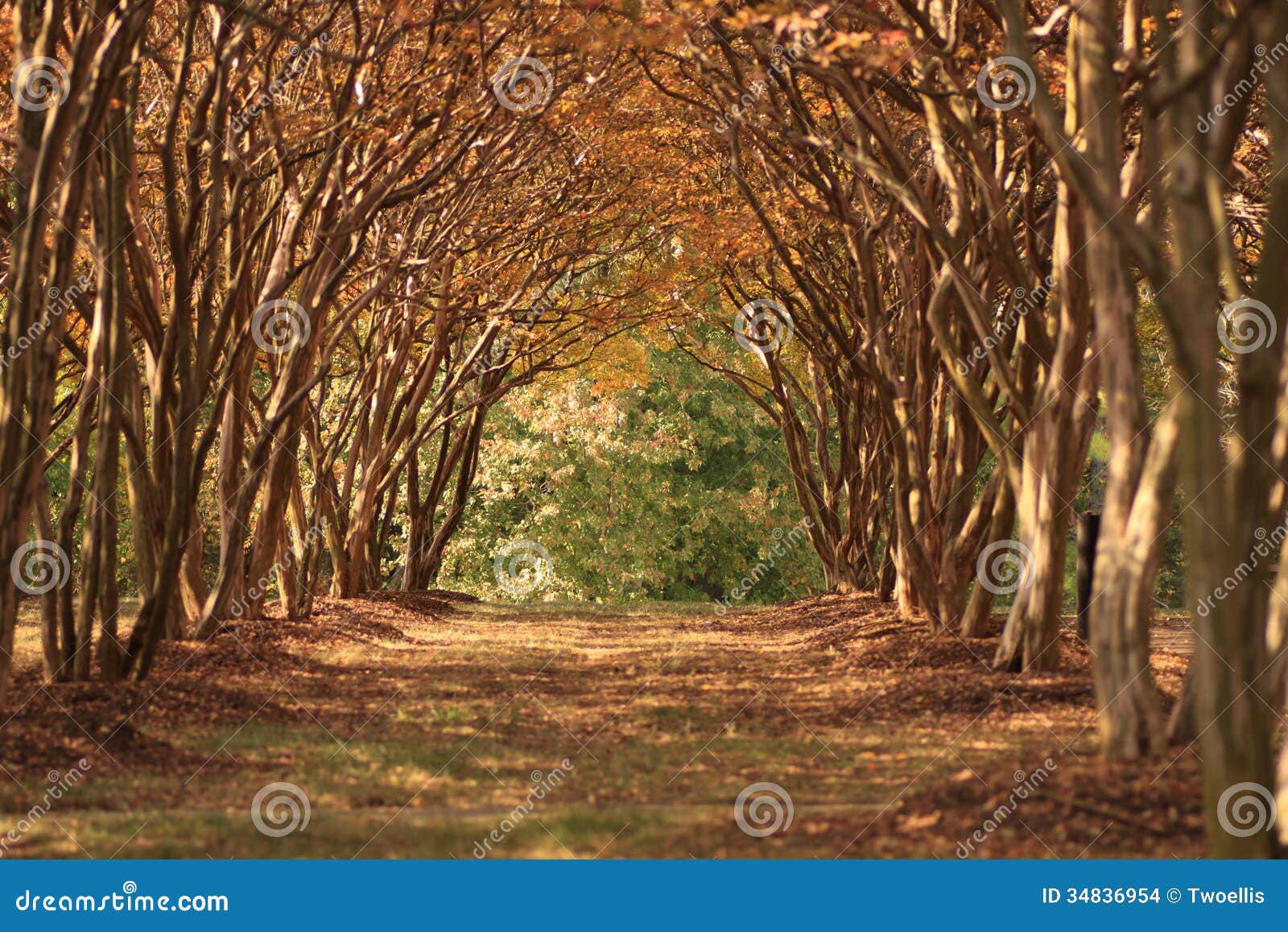 CrepeMyrtle2 stock photo. Image of myrtle, landscape - 34836954