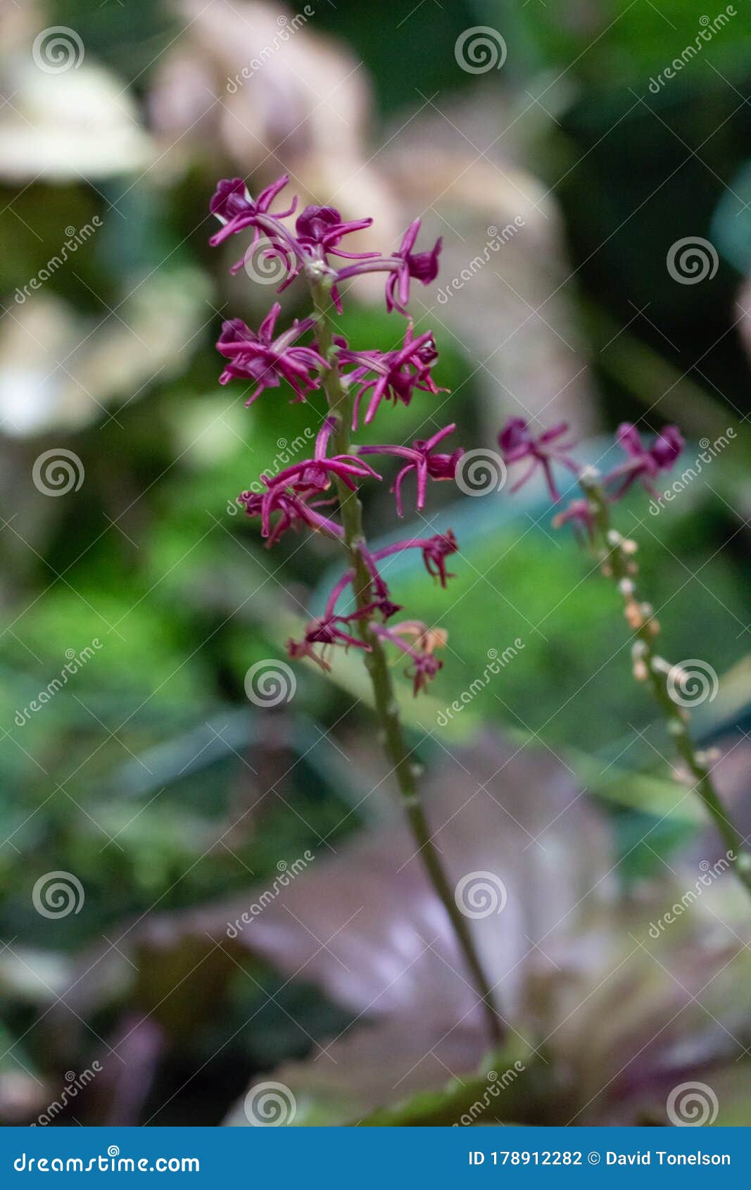 Crepidium orchid stock photo. Image of collection, forest - 178912282