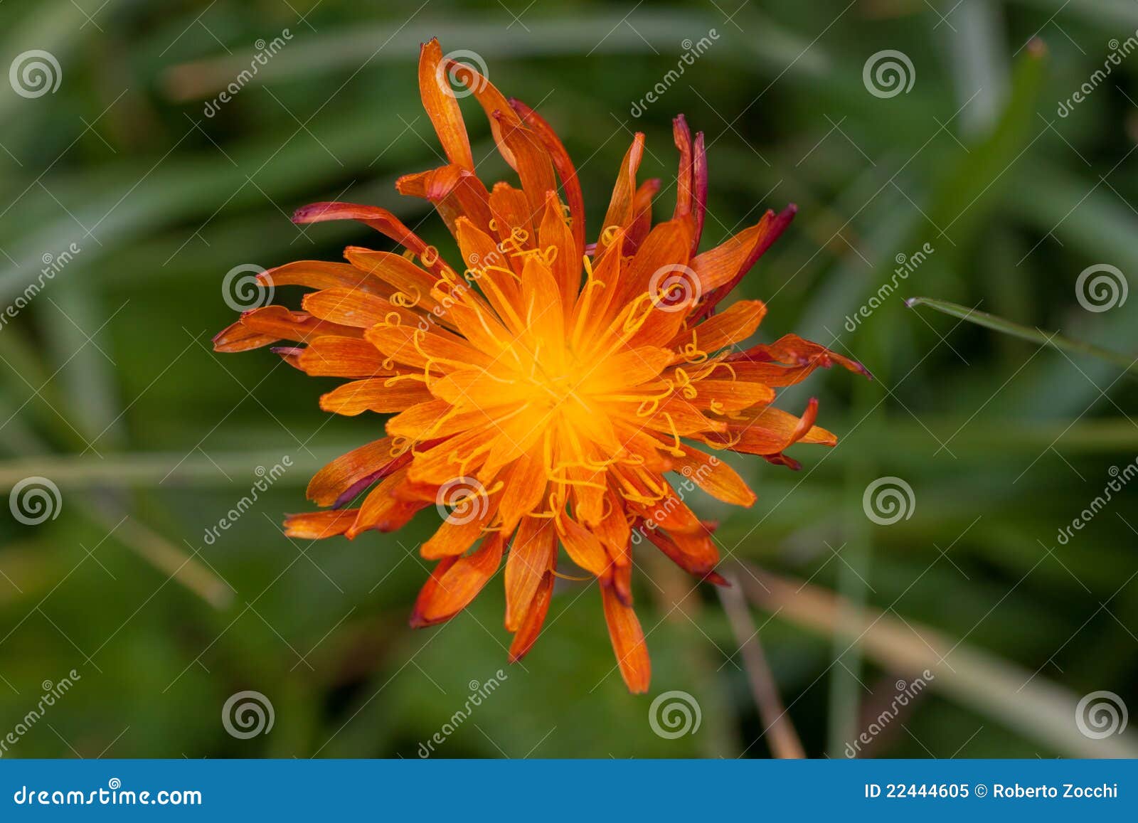 Crepis Aurea stock image. Image of crepis, natural, perennial - 22444605
