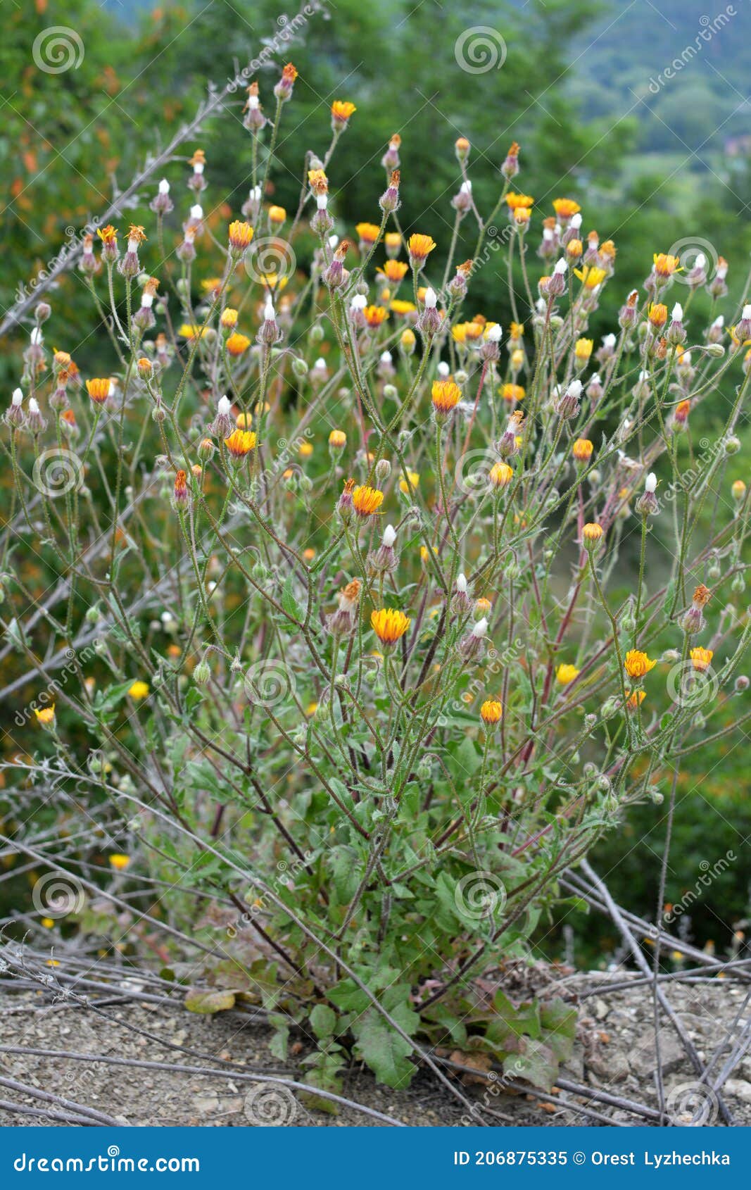 Crepis Foetida Grows in Nature Stock Image - Image of botany, wild ...