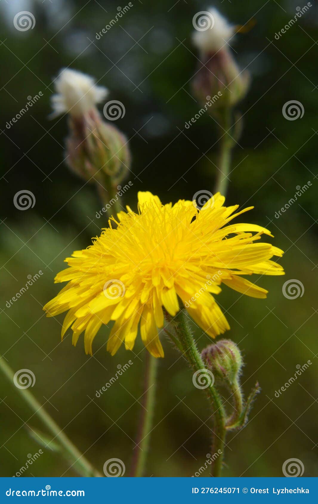 Crepis Foetida Grows in Nature Stock Image - Image of background, leaf ...