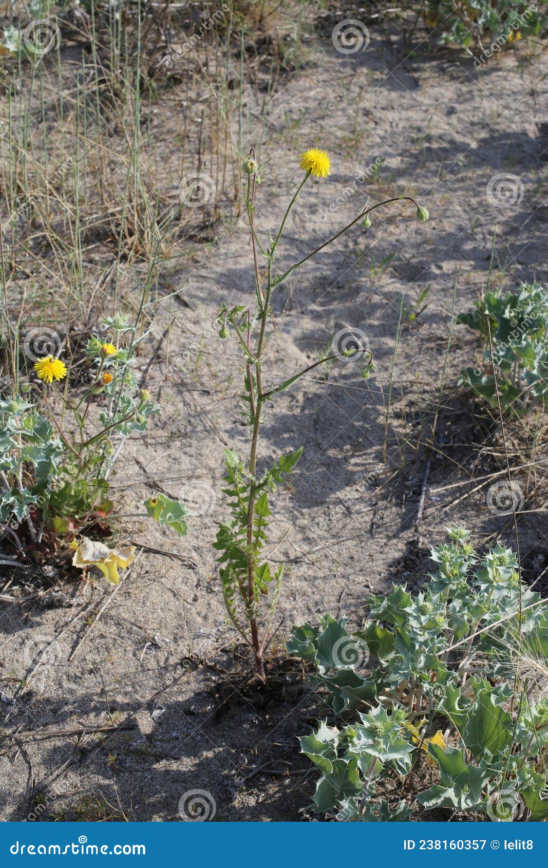 Crepis Foetida - Wild Plant Shot in the Spring Stock Image - Image of ...