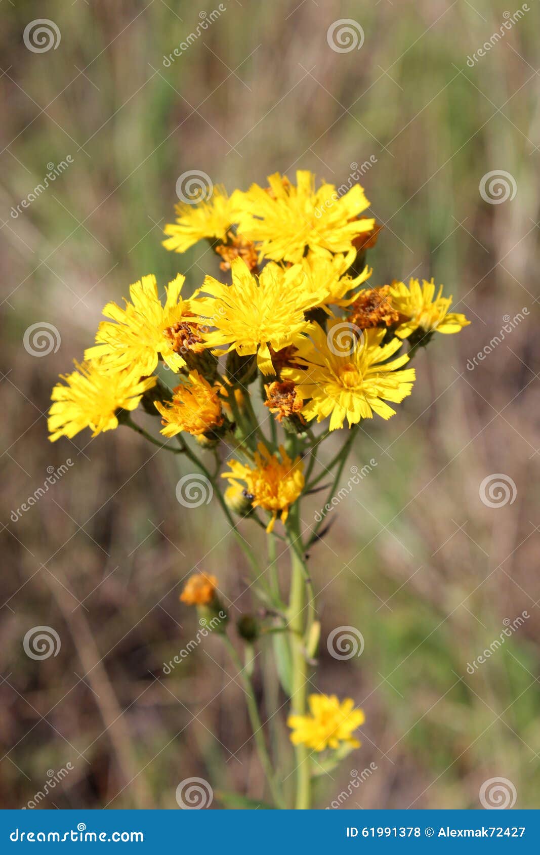 Crepis Yellow Flowers Stock Photography | CartoonDealer.com #61991378