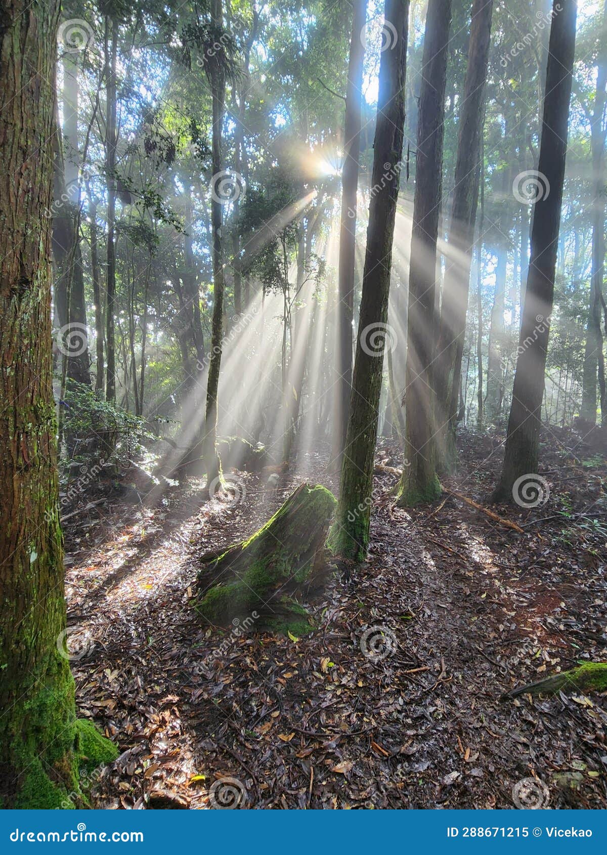 Crepuscular Ray. Light in the Forest. Trees Stock Image - Image of ...