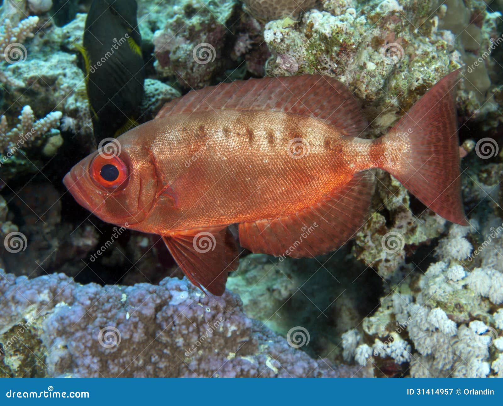 Crescend-tail bigeye stock image. Image of nature, crescendtail - 31414957