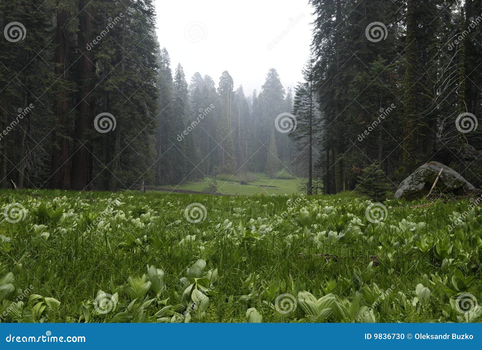 Crescent Meadow in Sequoia National Park Stock Photo - Image of park ...