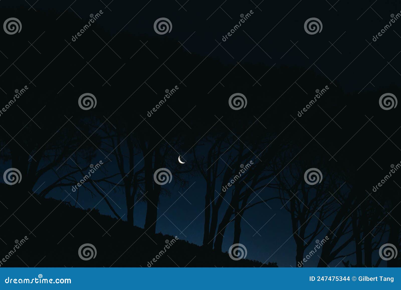 Crescent moon behind trees stock photo. Image of black - 247475344