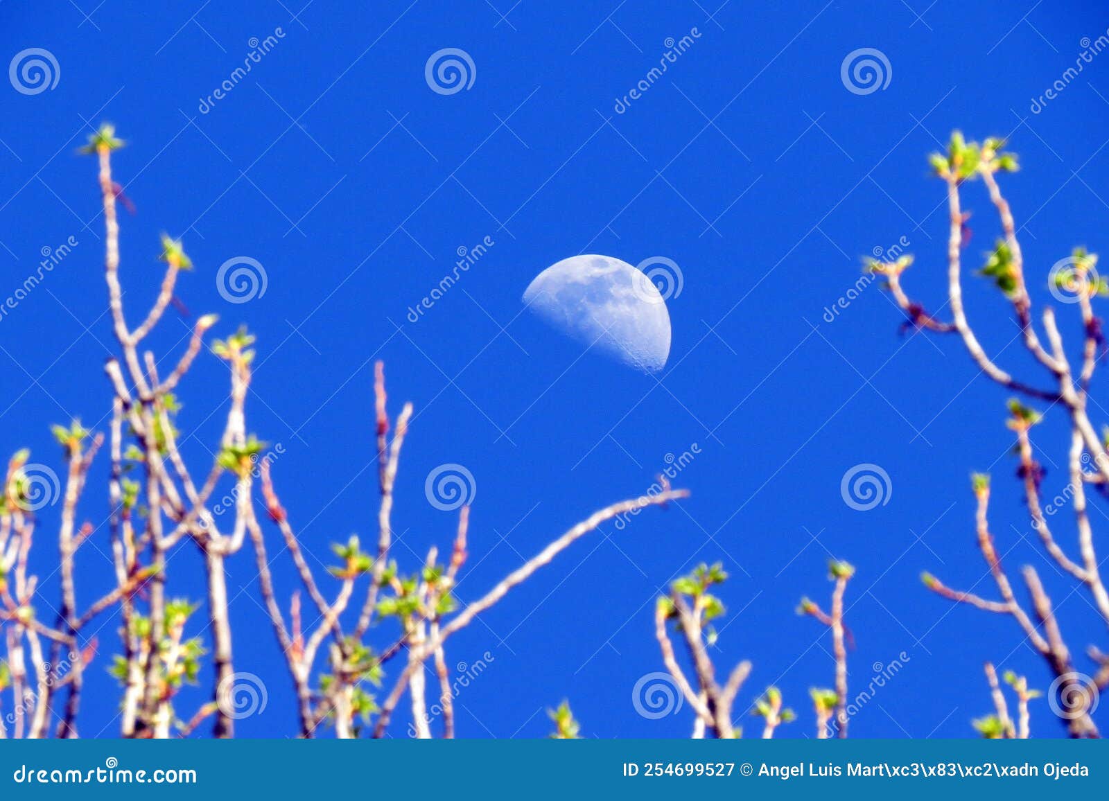 The Crescent Moon among the Tree Branches. Stock Image - Image of ...